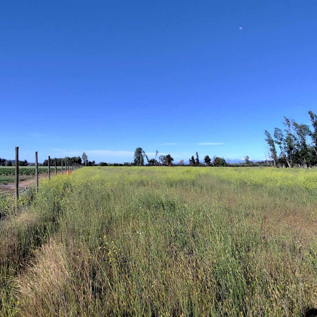 parcelas-inmobiliaria-borde-lago